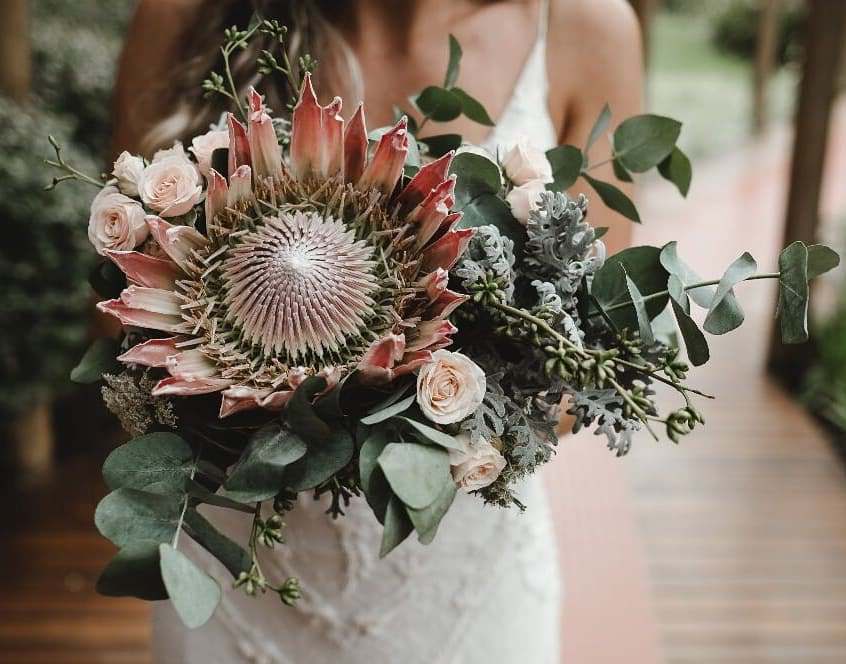 Proteas: significado, dicas de cuidados e fotos
