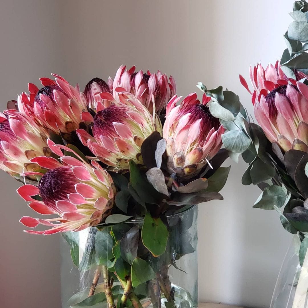 Proteas: significado, dicas de cuidados e fotos