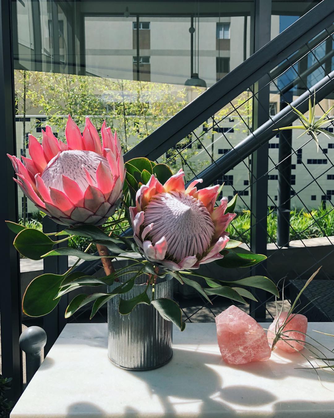 Proteas: significado, dicas de cuidados e fotos