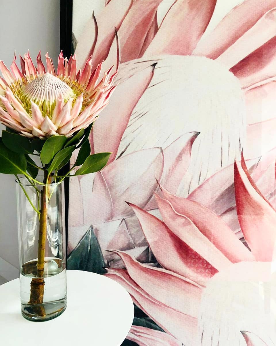 Proteas: significado, dicas de cuidados e fotos