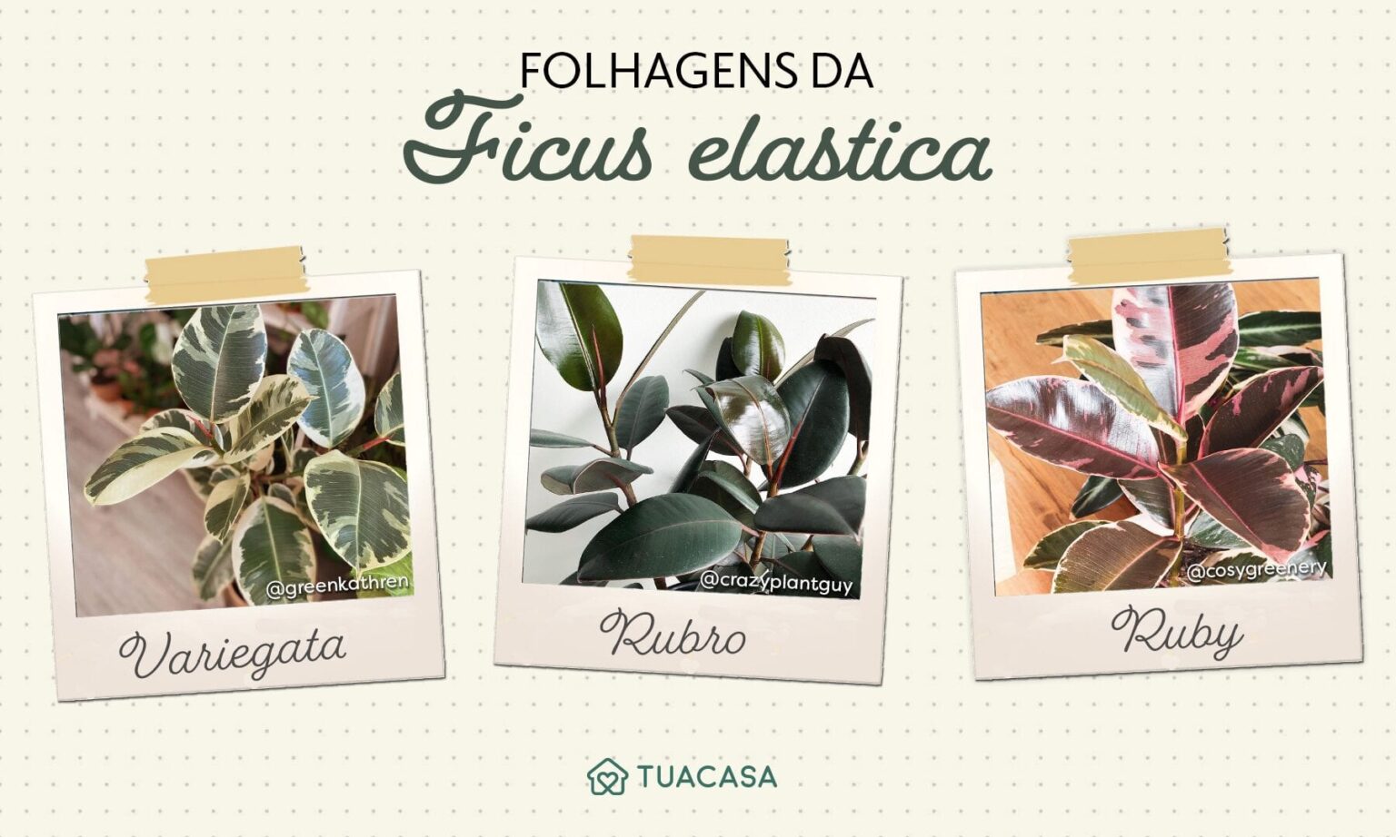 Ficus elastica: tipos e dicas simples para cultivar