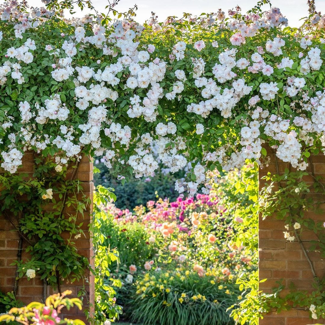 Rosa trepadeira: dicas de cultivo + 30 ideias para jardins