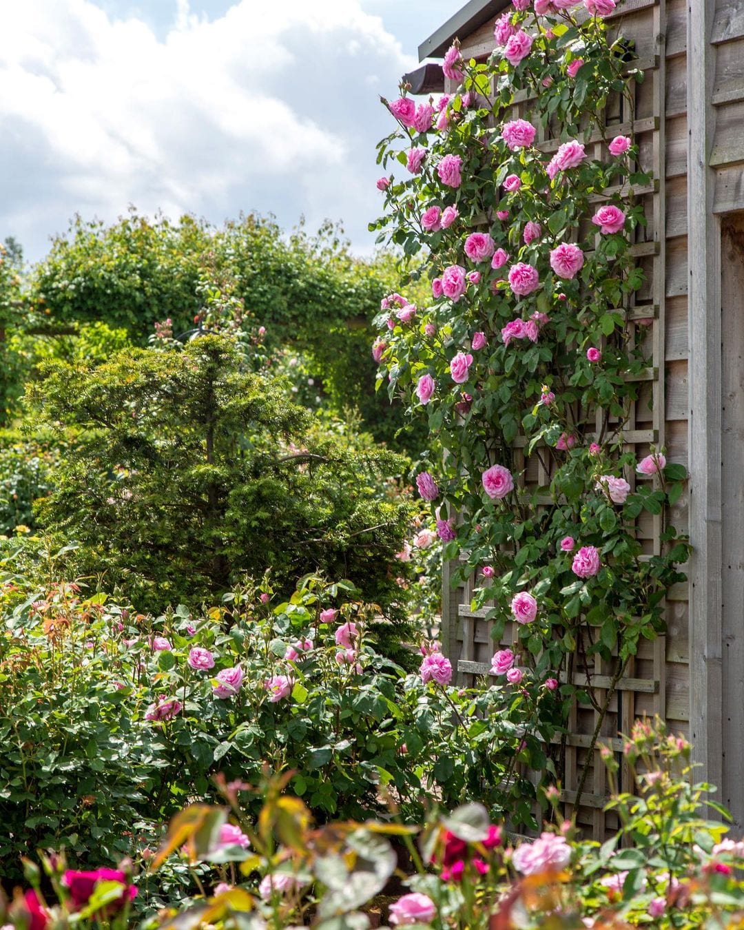 Rosa trepadeira: dicas de cultivo + 30 ideias para jardins