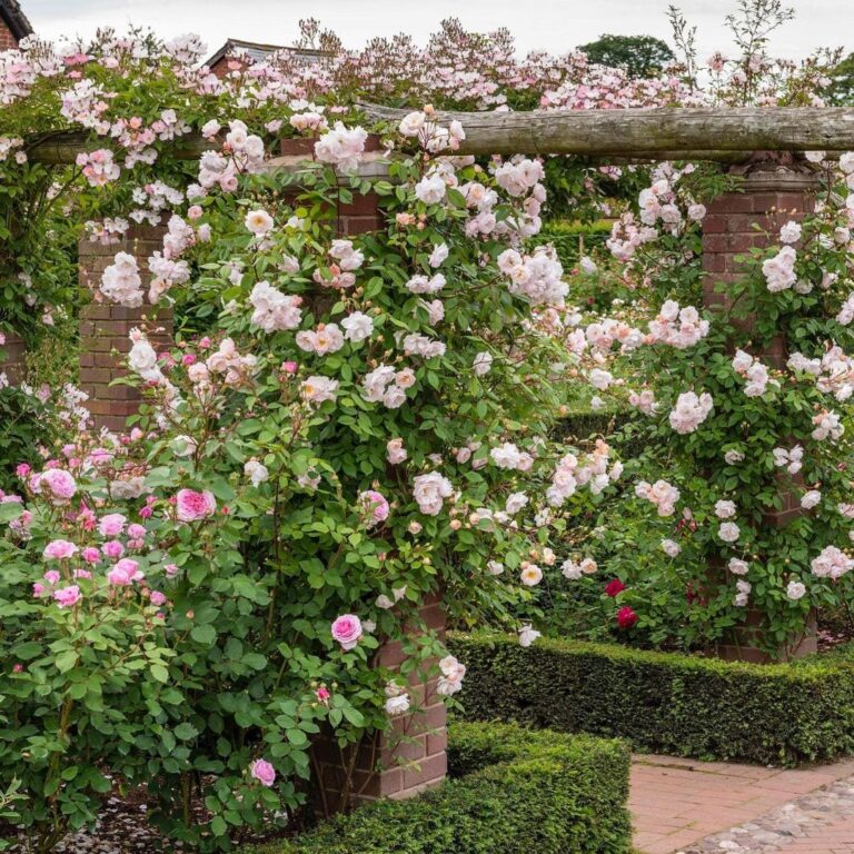 Rosa trepadeira: dicas de cultivo + 30 ideias para jardins