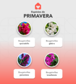 Planta primavera: tipos, como cultivar e fotos incríveis