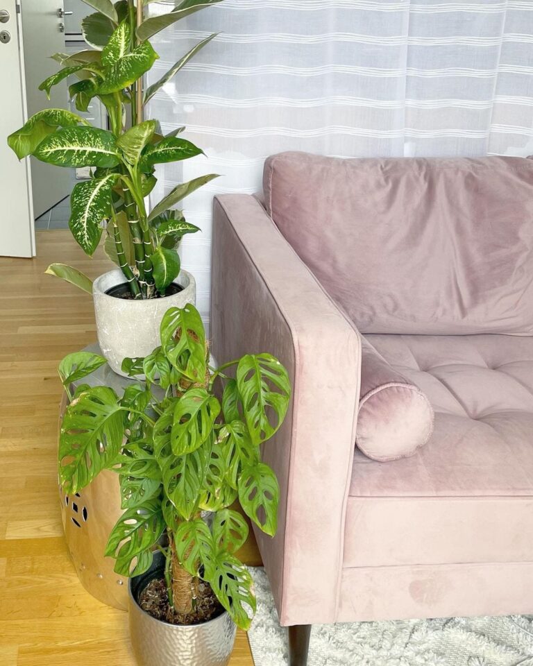 Monstera adansonii: como cultivar em casa e fotos