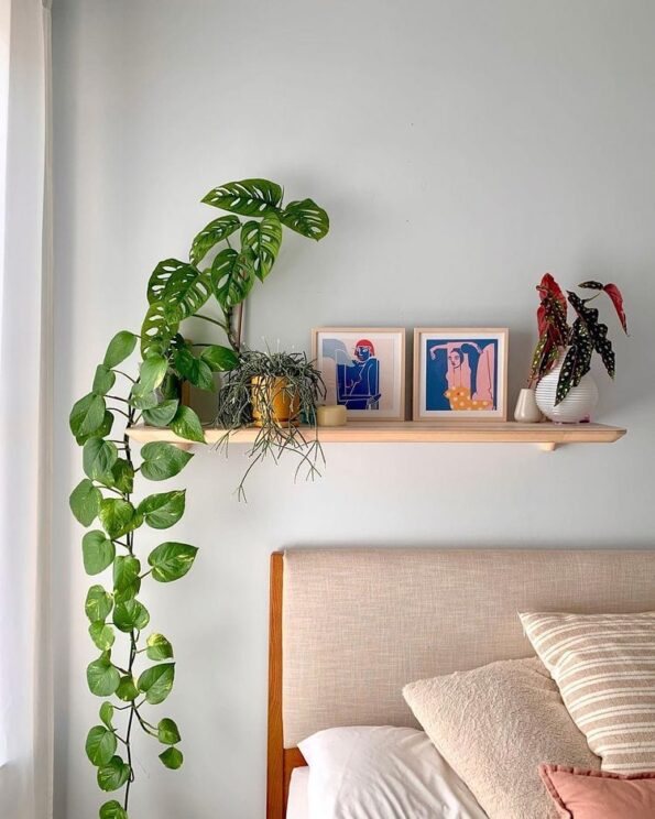 Monstera adansonii: como cultivar em casa e fotos
