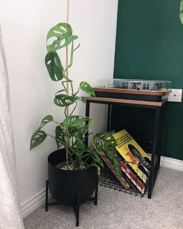 Monstera adansonii: como cultivar em casa e fotos