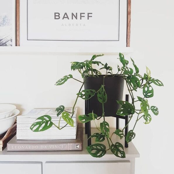 Monstera adansonii: como cultivar em casa e fotos