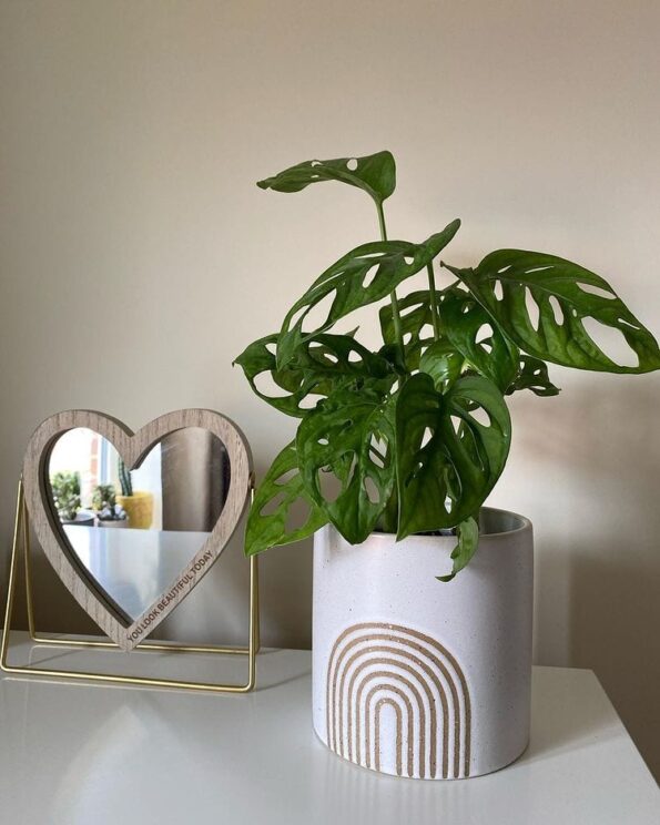 Monstera adansonii: como cultivar em casa e fotos