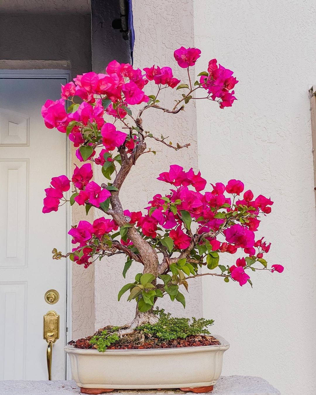 Planta primavera: tipos, como cultivar e fotos incríveis