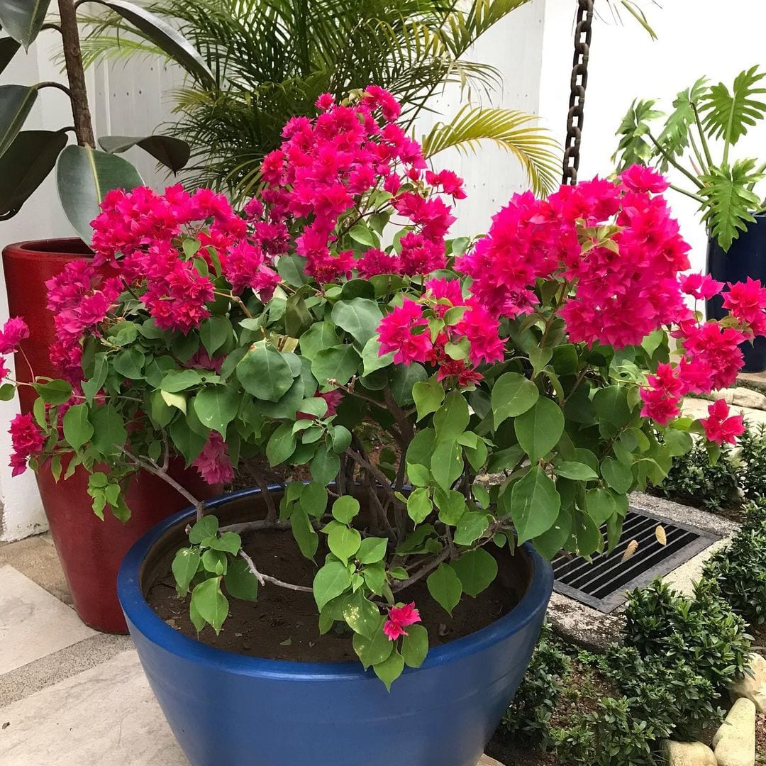 Planta primavera: tipos, como cultivar e fotos incríveis