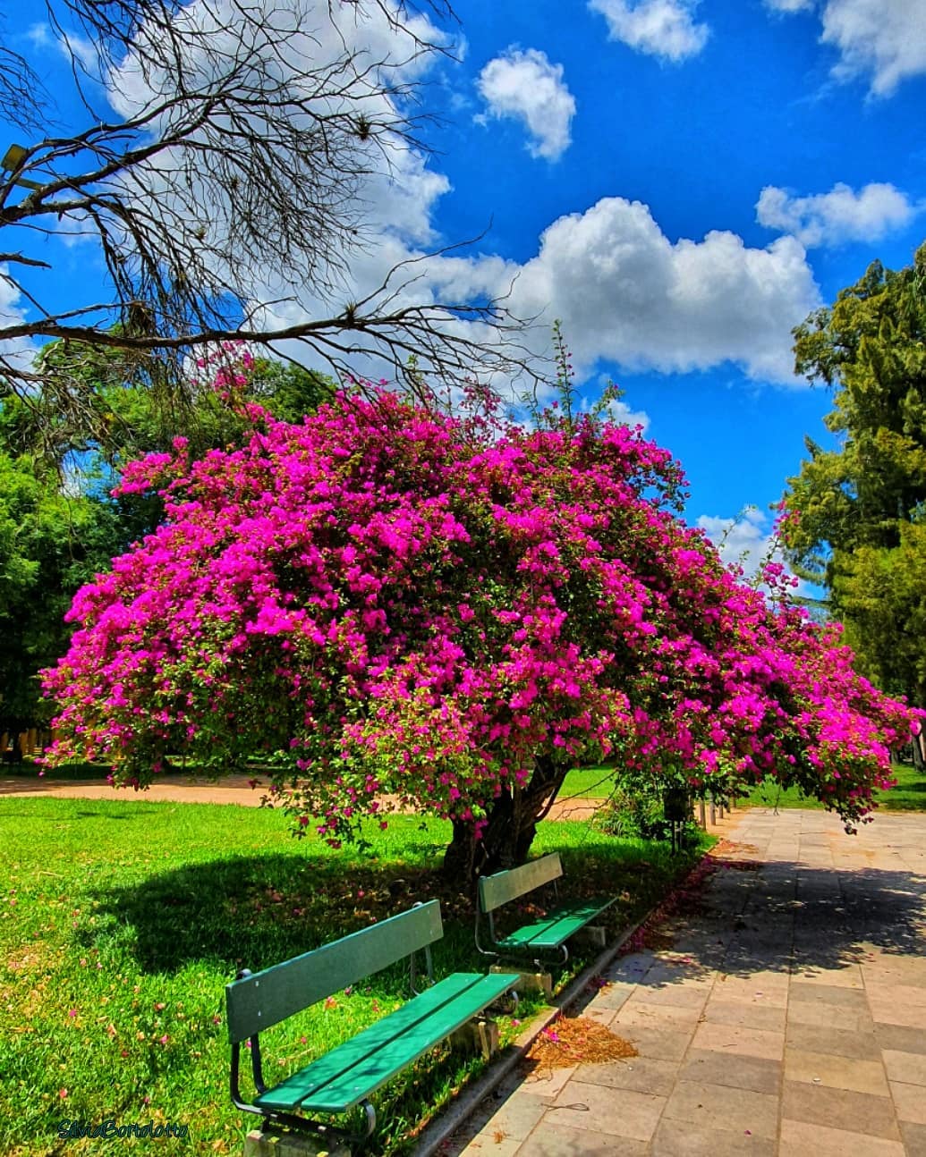 Planta primavera: tipos, como cultivar e fotos incríveis