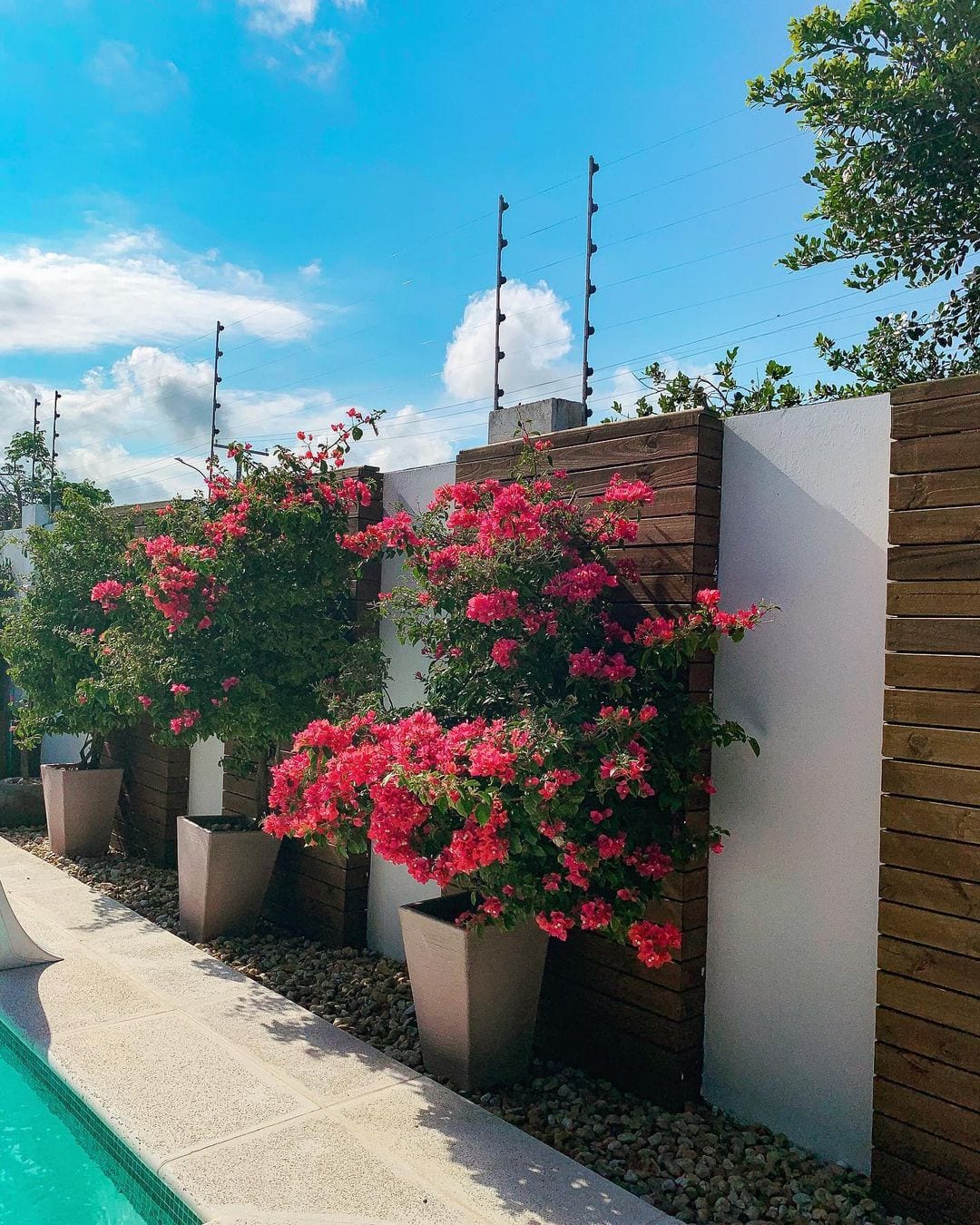 Planta primavera: tipos, como cultivar e fotos incríveis