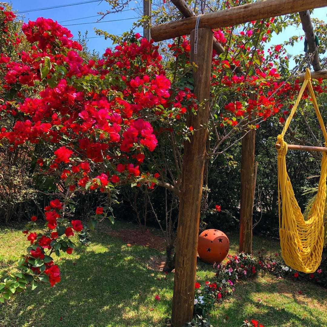 Planta primavera: tipos, como cultivar e fotos incríveis