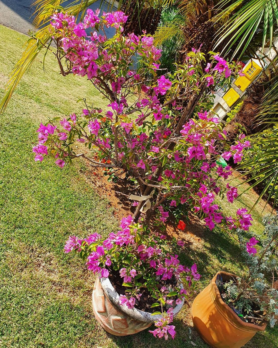 Planta primavera: tipos, como cultivar e fotos incríveis