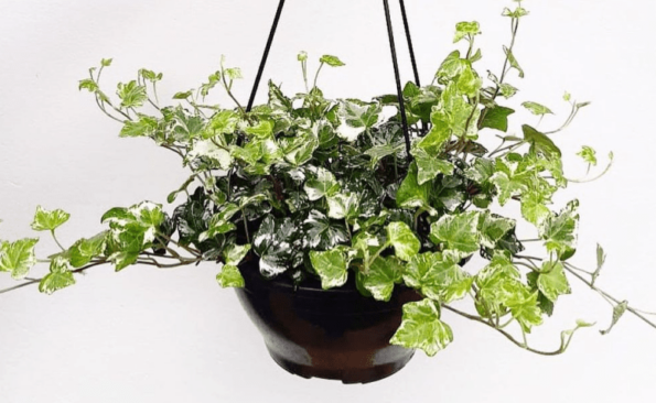 Planta hera: como cuidar e inclui-la na decoração