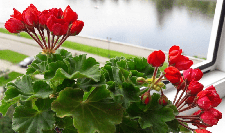 Gerânios: significado, cuidados e fotos para cultivar a planta