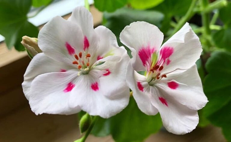 Gerânios: significado, cuidados e fotos para cultivar a planta