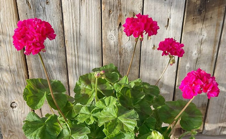 Gerânios: significado, cuidados e fotos para cultivar a planta
