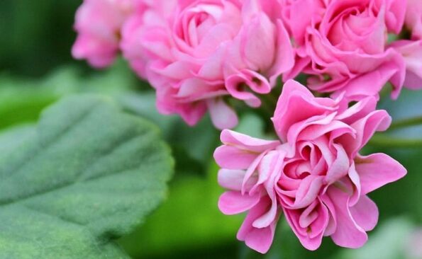 Gerânios: significado, cuidados e fotos para cultivar a planta