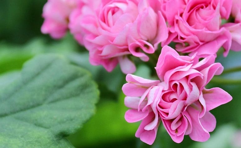 Gerânios: significado, cuidados e fotos para cultivar a planta