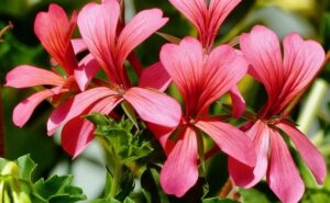 Gerânios: significado, cuidados e fotos para cultivar a planta