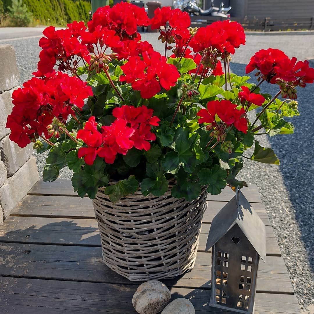Gerânios: significado, cuidados e fotos para cultivar a planta