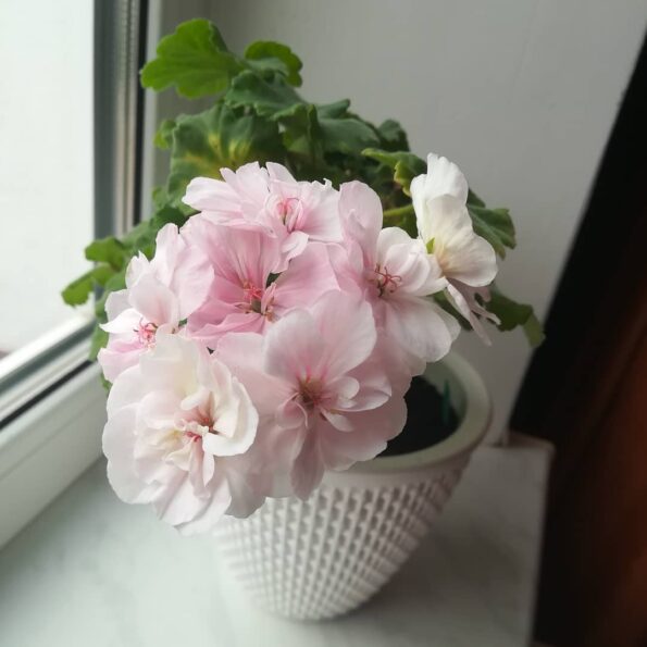 Gerânios: significado, cuidados e fotos para cultivar a planta