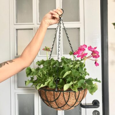 Gerânios: significado, cuidados e fotos para cultivar a planta