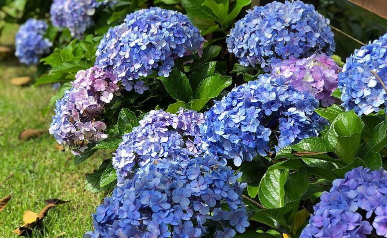 Flores de inverno: 12 espécies para cultivar na estação fria