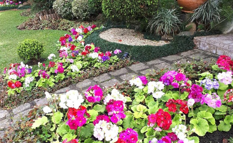 Flores de inverno: 12 espécies para cultivar na estação fria