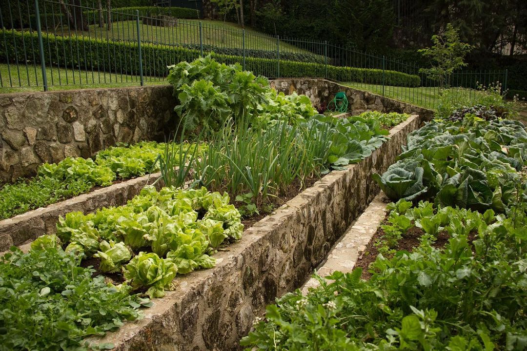 Horta no quintal: o que plantar + 60 ideias para fazer a sua