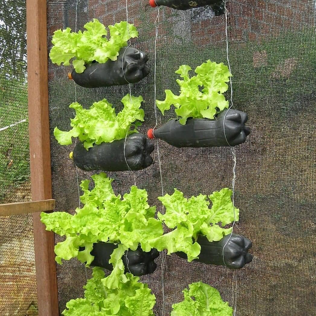 Horta no quintal: o que plantar + 60 ideias para fazer a sua