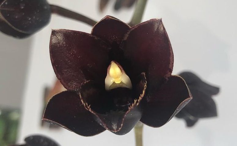 Flores Negras: 12 espécies com profundos significados