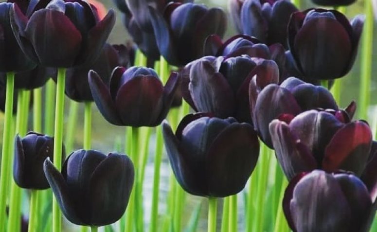 Flores Negras: 12 espécies com profundos significados