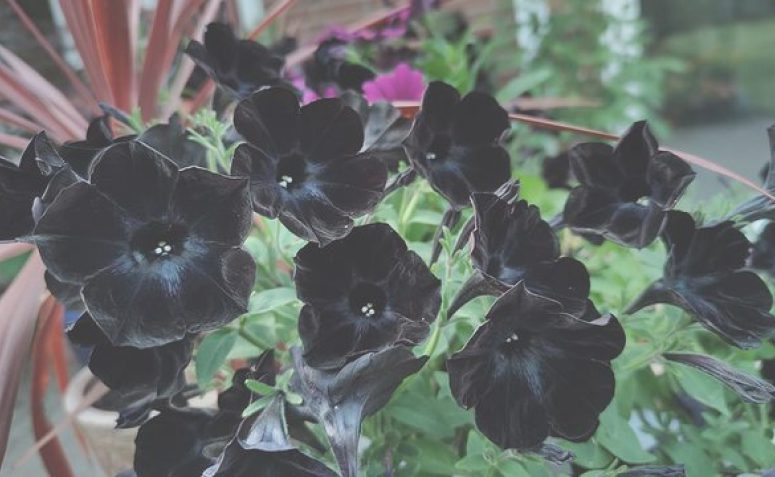 Flores Negras: 12 espécies com profundos significados