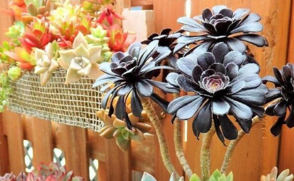 Flores Negras: 12 espécies com profundos significados