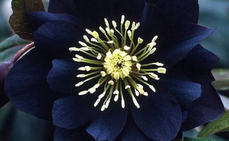 Flores Negras: 12 espécies com profundos significados