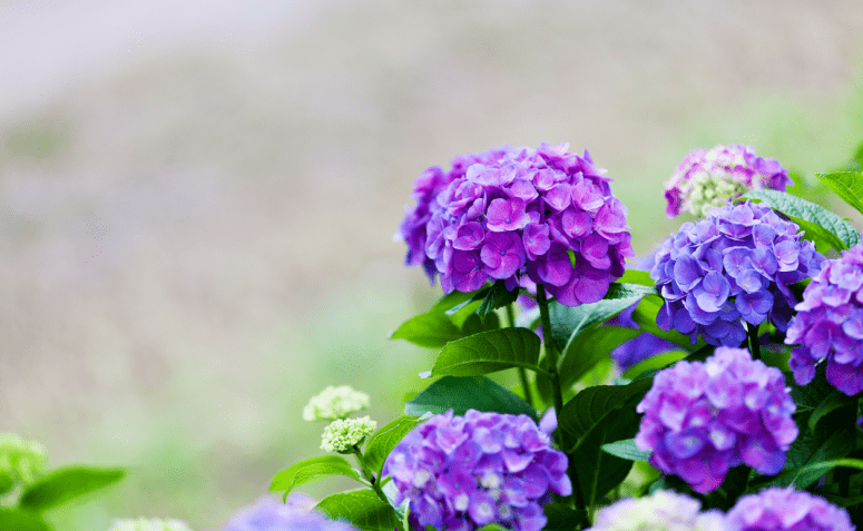 Flores roxas: 10 tipos e 50 lindas ideias para usar na decoração