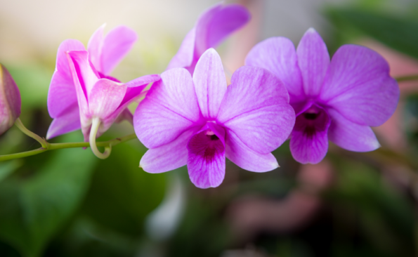 Flores roxas: 10 tipos e 50 lindas ideias para usar na decoração