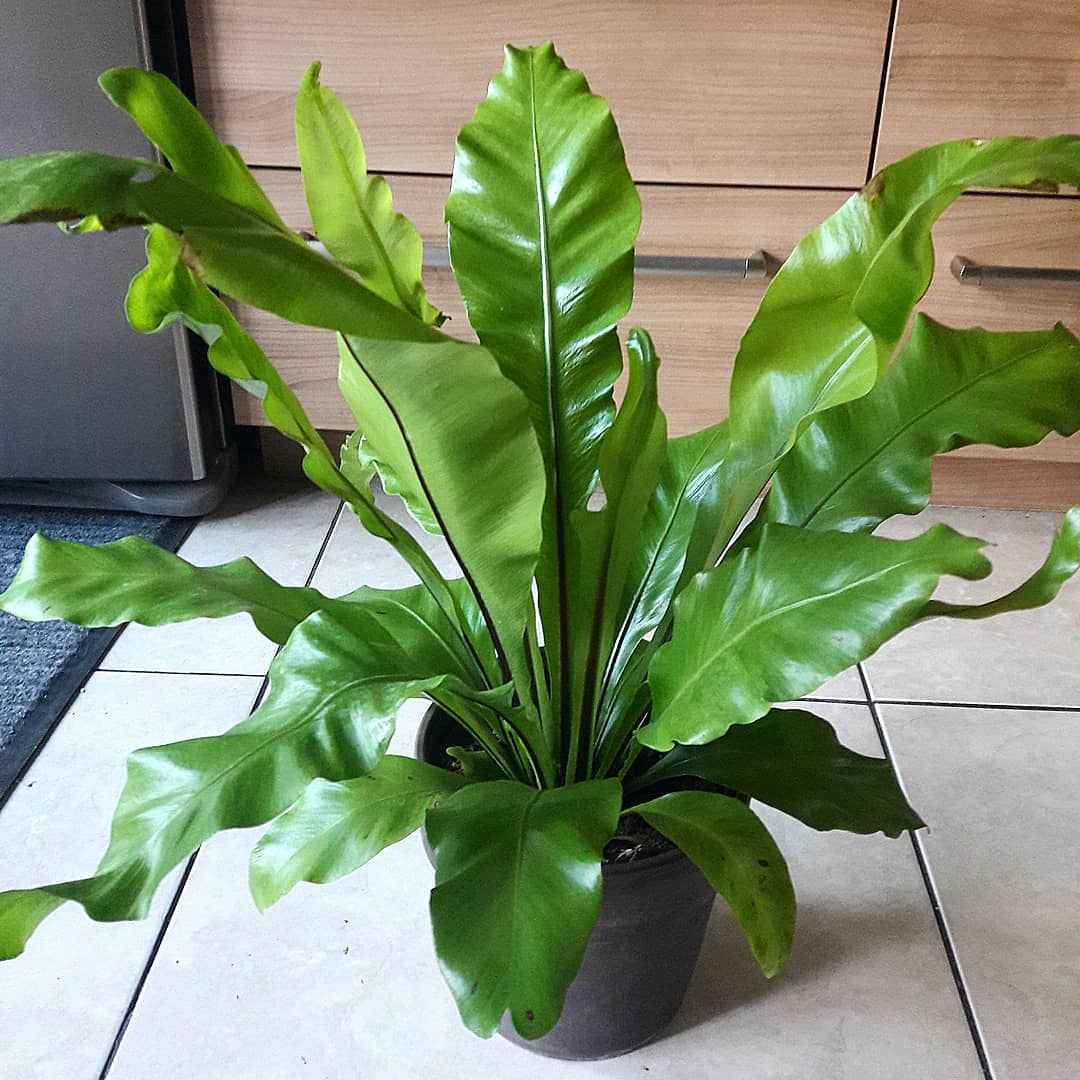 Asplênio: veja os tipos, dicas e 30 ideias para usá-lo na decoração