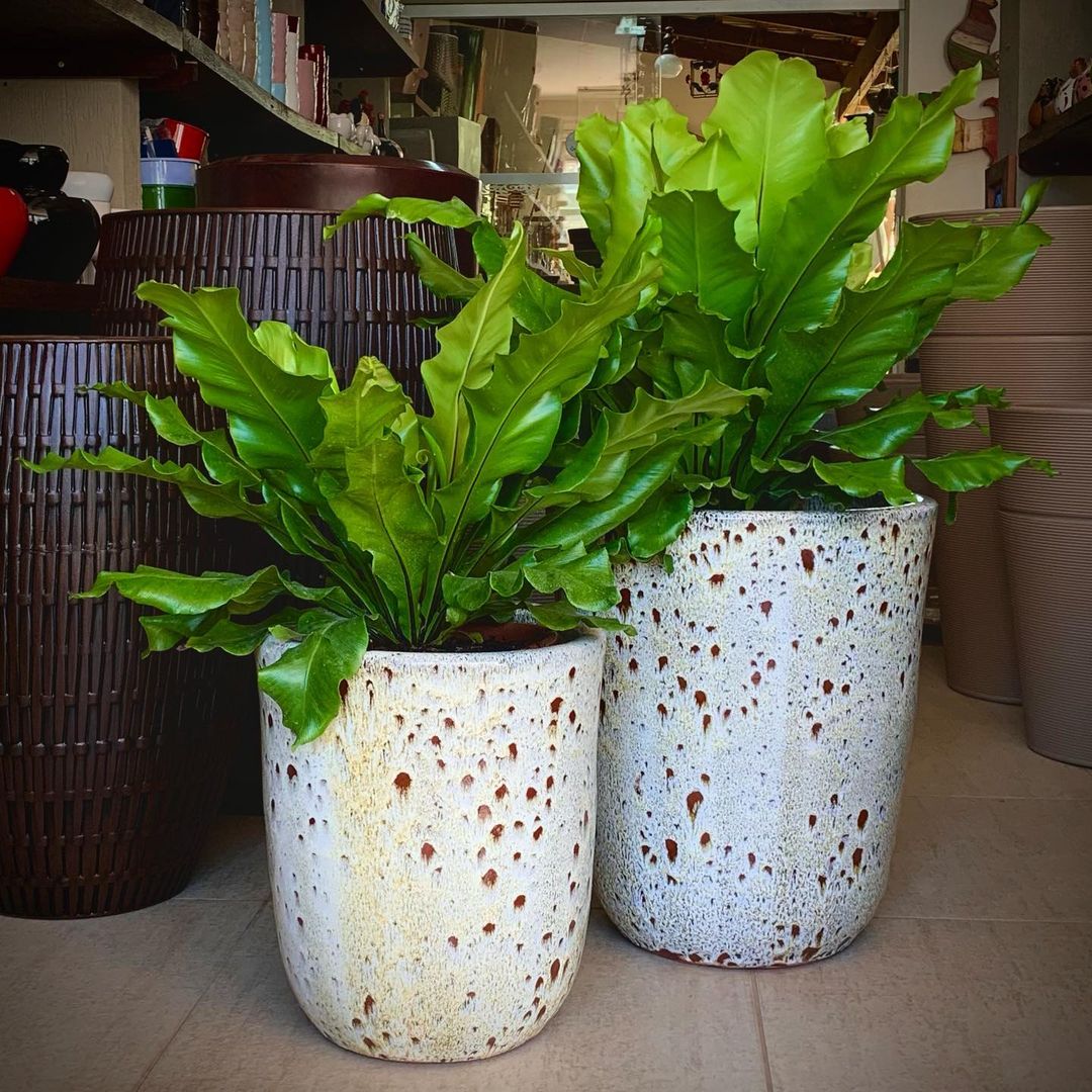 Asplênio: veja os tipos, dicas e 30 ideias para usá-lo na decoração