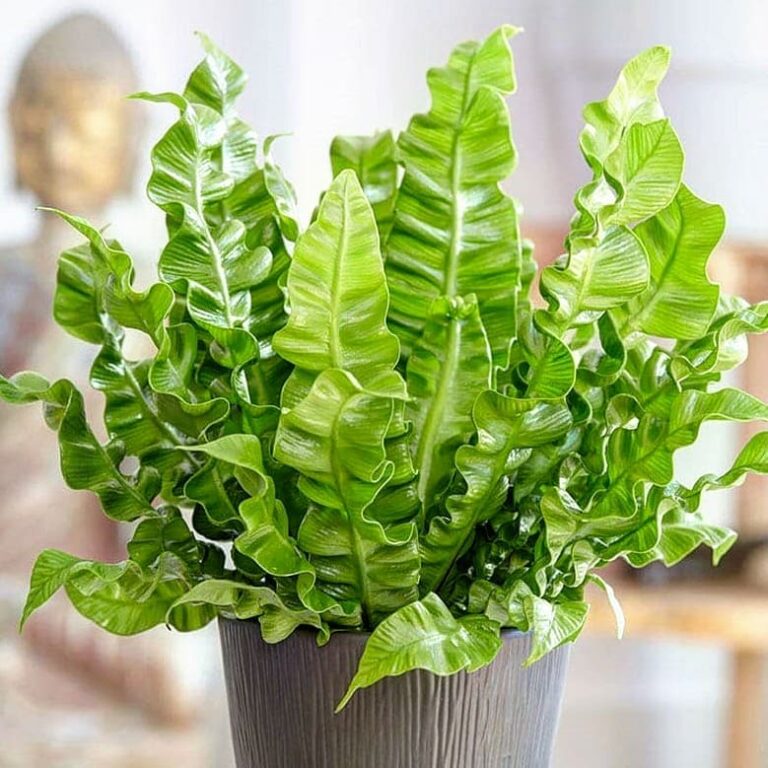 Asplênio: veja os tipos, dicas e 30 ideias para usá-lo na decoração