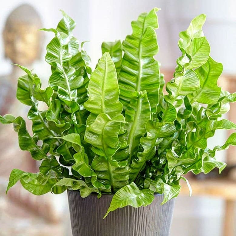 Asplênio: veja os tipos, dicas e 30 ideias para usá-lo na decoração