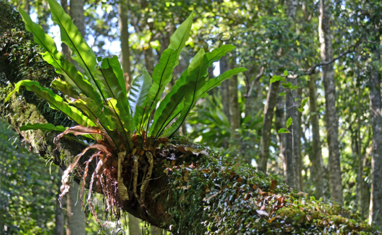 Asplênio: veja os tipos, dicas e 30 ideias para usá-lo na decoração