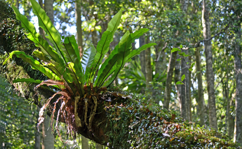 Asplênio: veja os tipos, dicas e 30 ideias para usá-lo na decoração