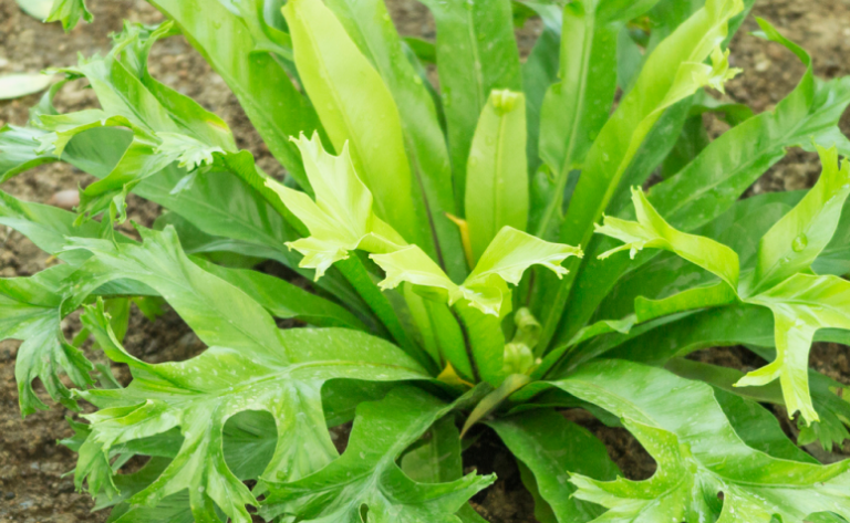 Asplênio: veja os tipos, dicas e 30 ideias para usá-lo na decoração