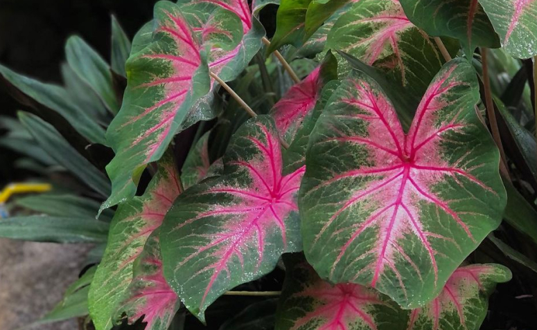Caladium: tipos e como cultivar a folhagem [DICAS PRÁTICAS]