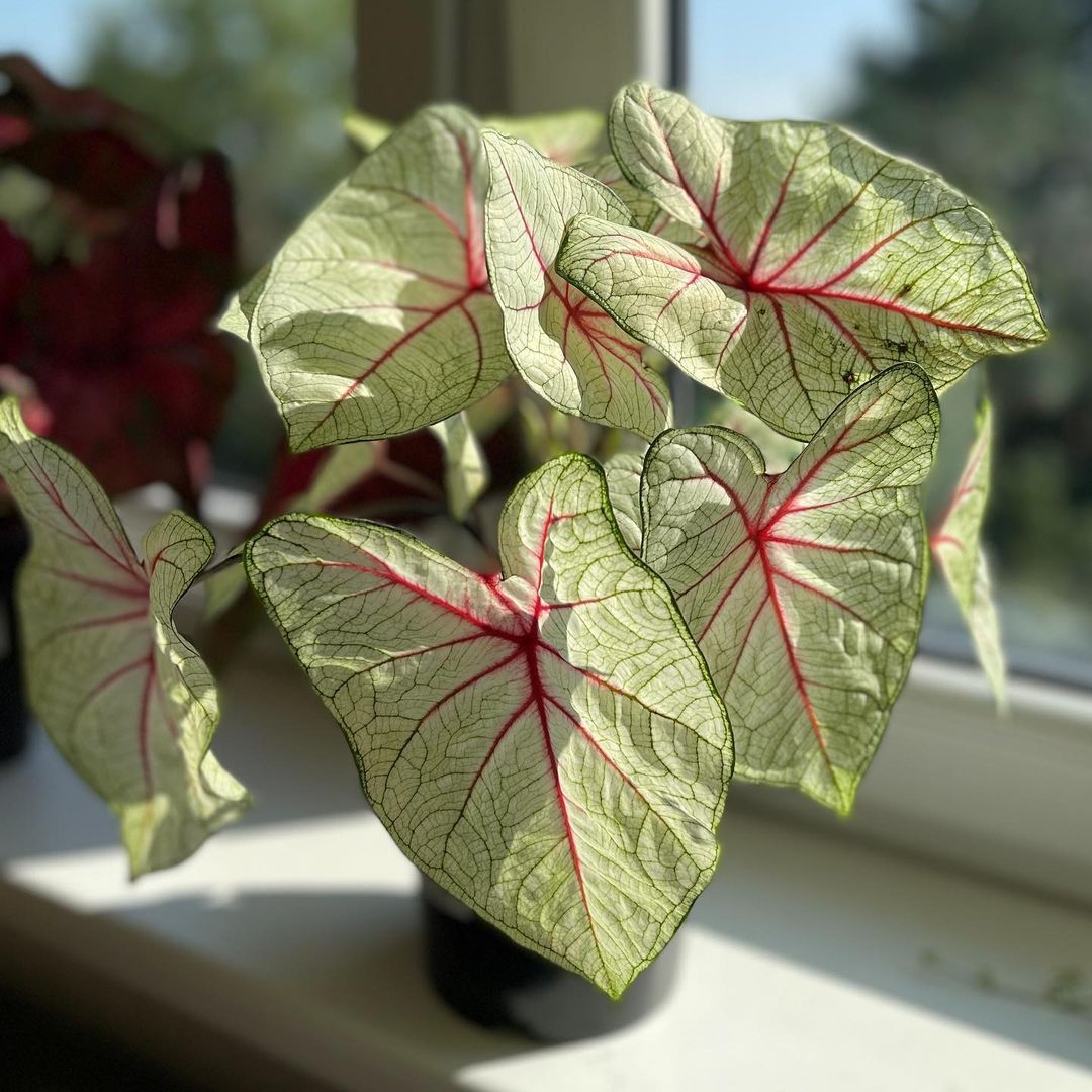 Caladium: tipos e como cultivar a folhagem [DICAS PRÁTICAS]
